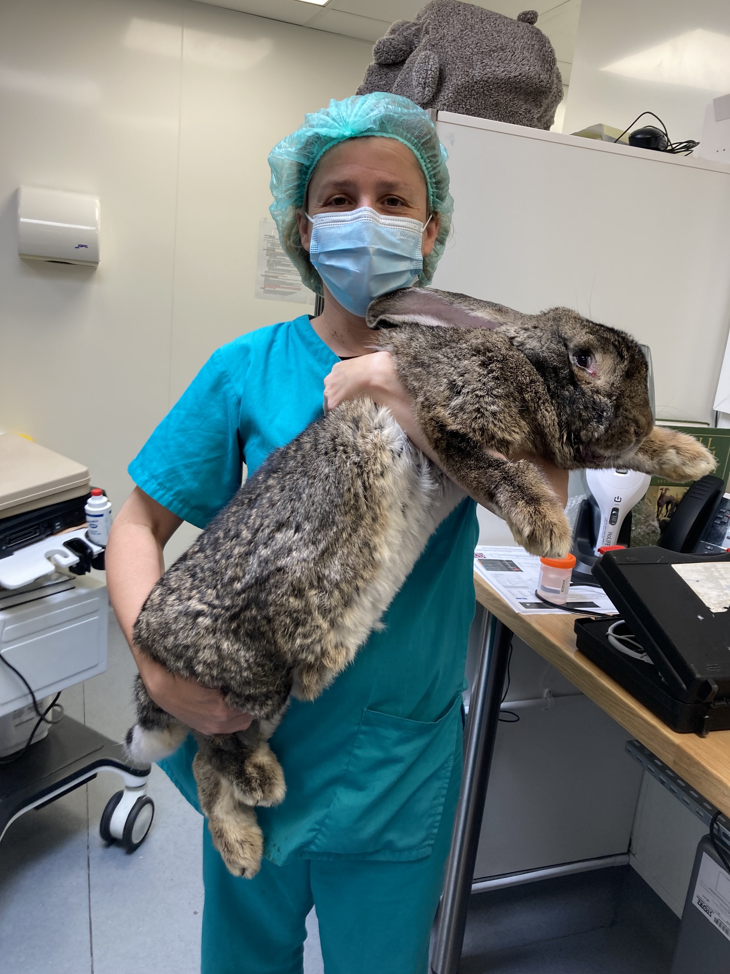 About Dr Ana Murta – Endosurgical Vet